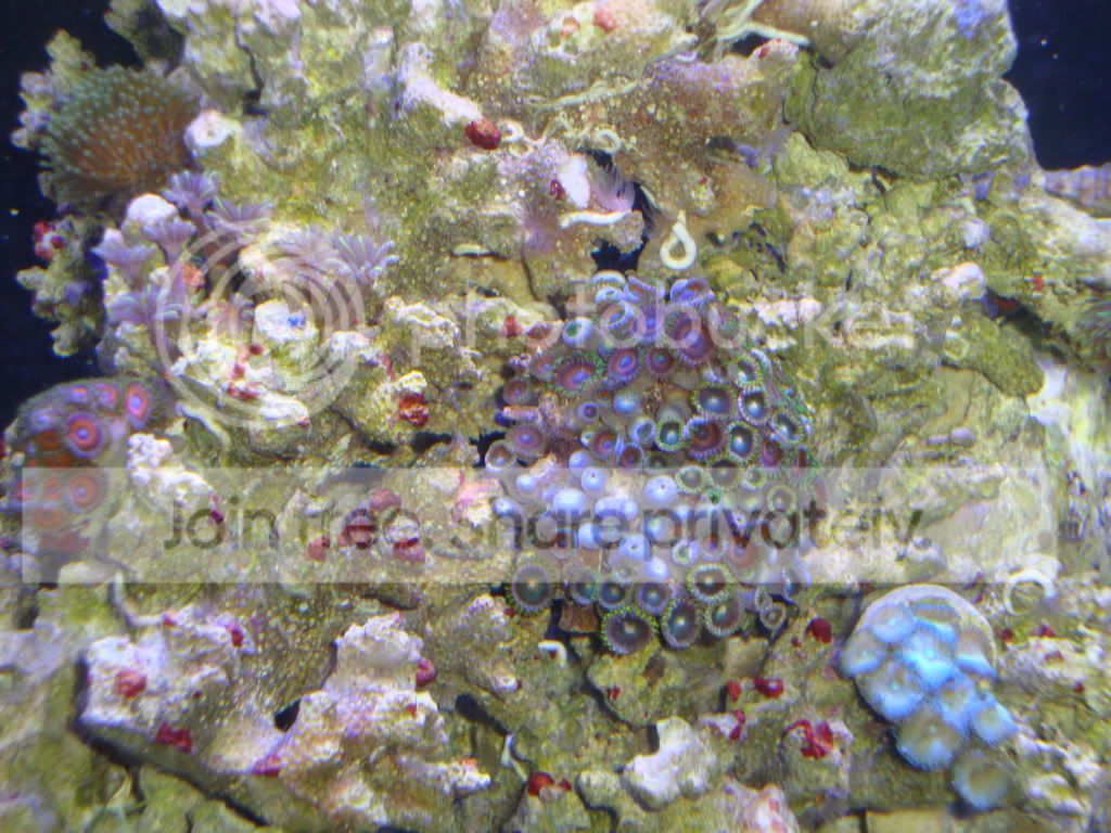 watermelon and radioactive dagon eye rock for sale - Livestock ...