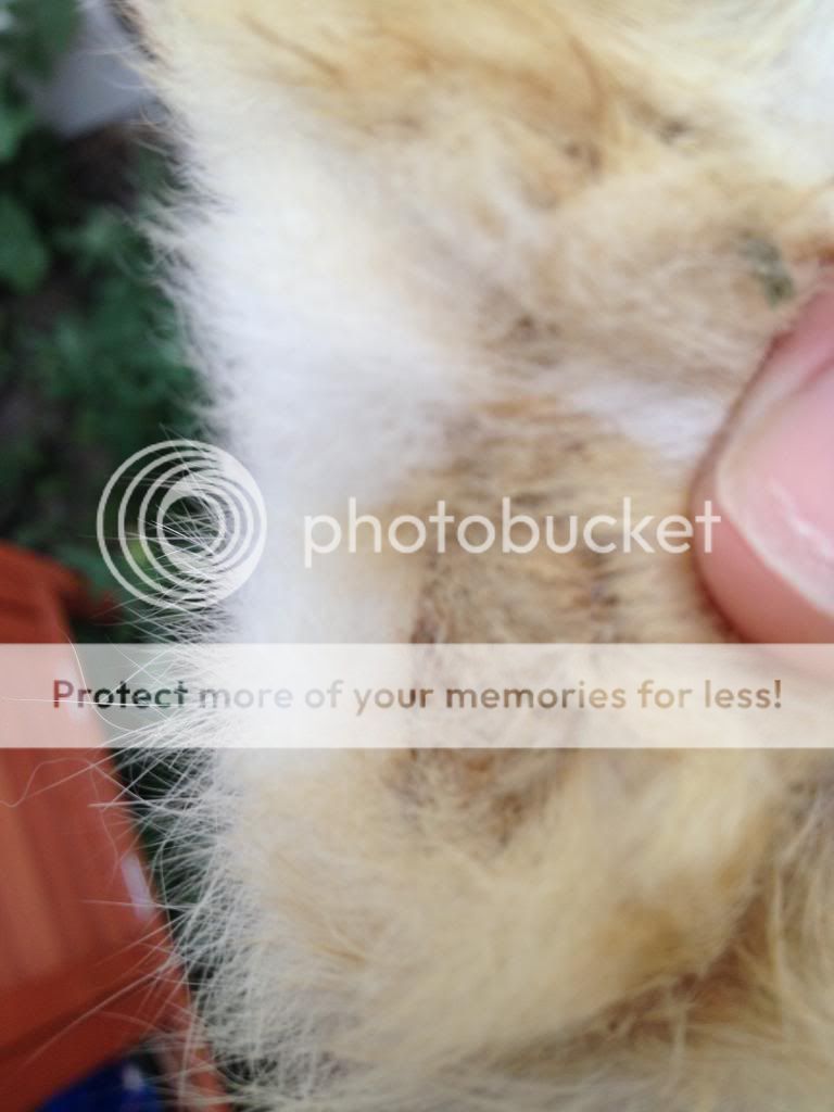 Sore hock??? HELP!!! | Rabbits Online Pet Rabbit & Bunny Forum